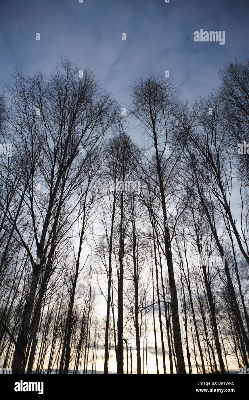 Birch-trees Norrland Sweden Stock Photo - Alamy