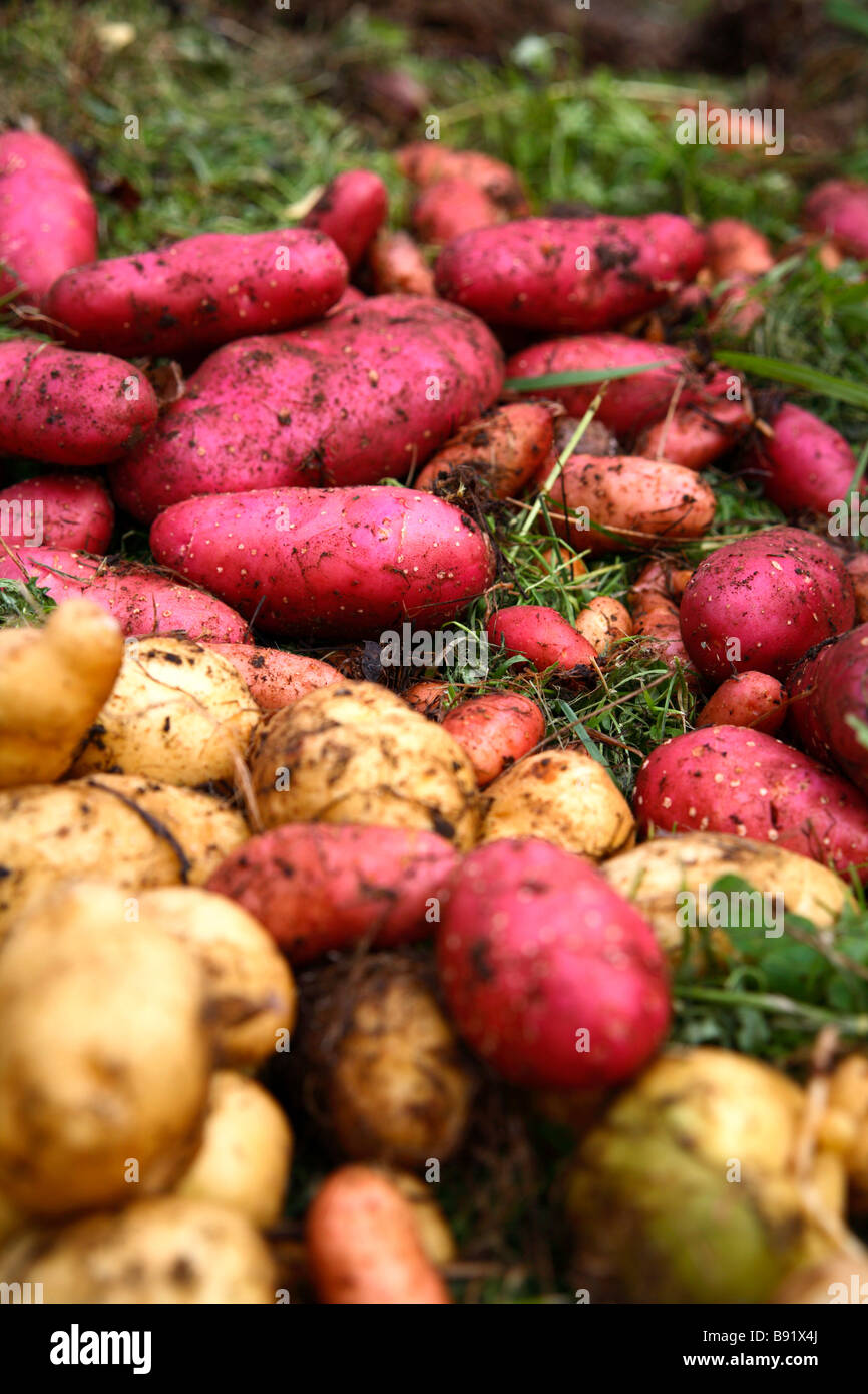 Potatoes in different colours Norrbotten Sweden Stock Photo - Alamy