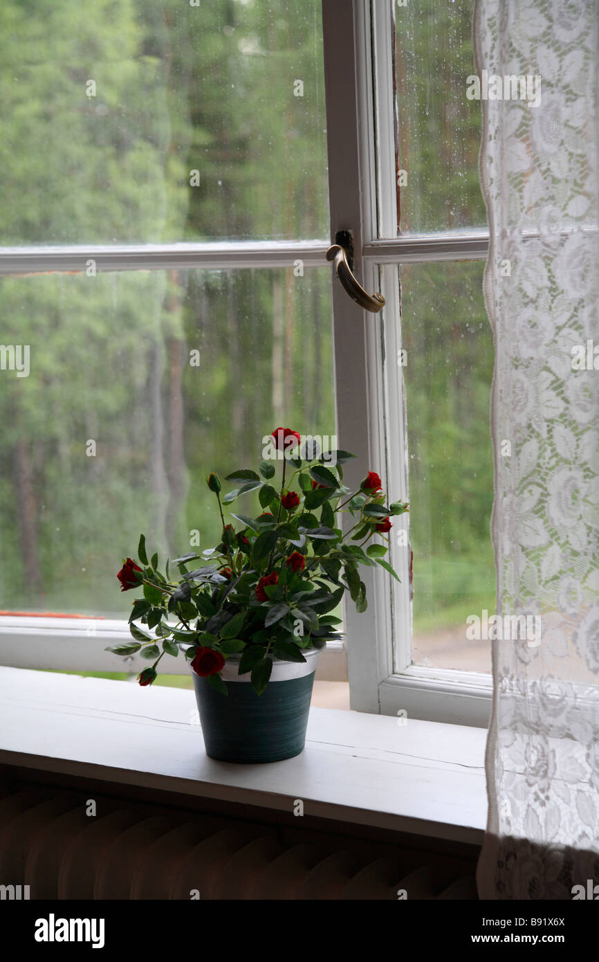 A potted plant in a flower seat Norrbotten Sweden Stock Photo - Alamy