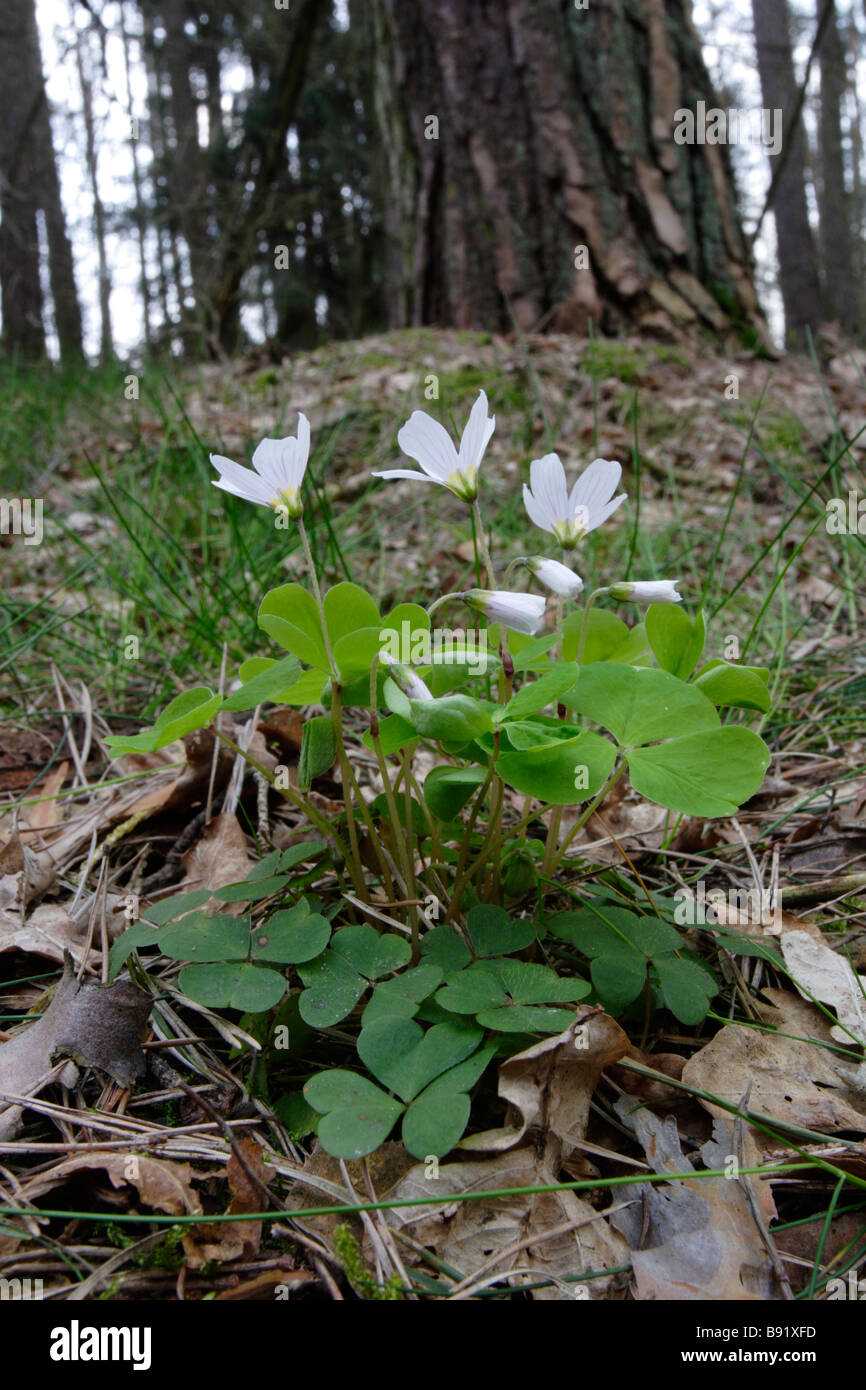 A group of Wood sorrel (Oxalis acetosella). The forest can be seen in ...