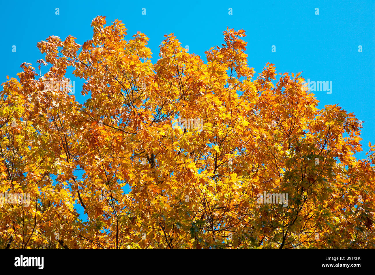 Golden tree foliage in autumn city park Stock Photo - Alamy