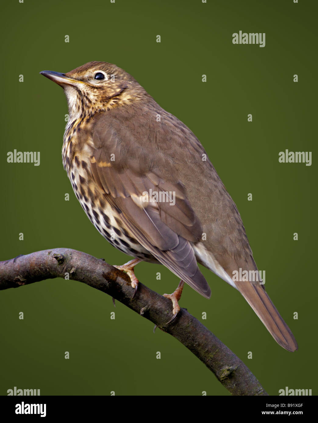 Thrushes of europe hi-res stock photography and images - Alamy