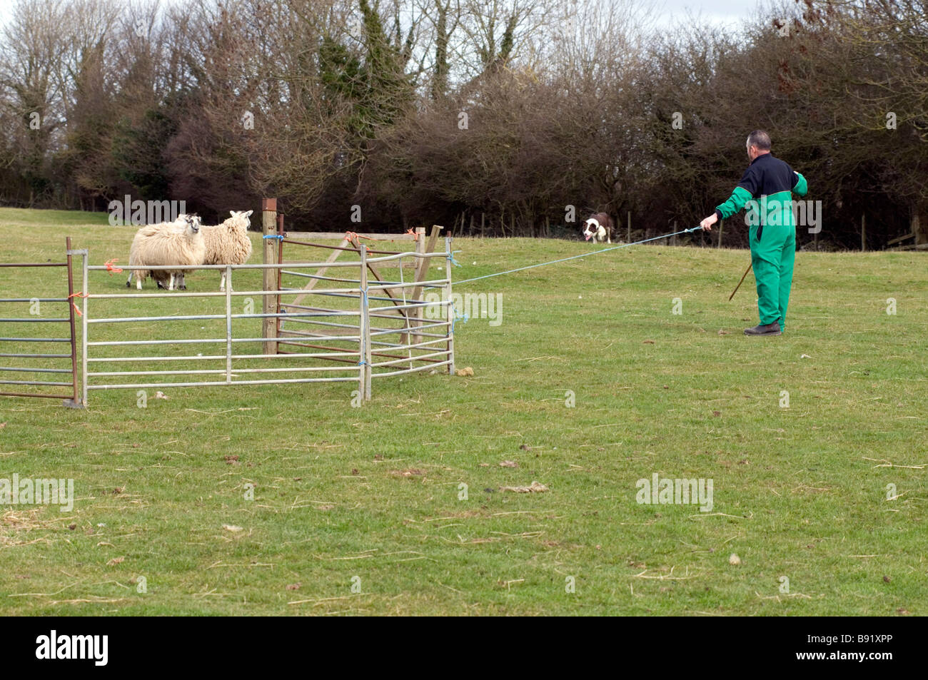 Sheepdog sport hi-res stock photography and images - Alamy