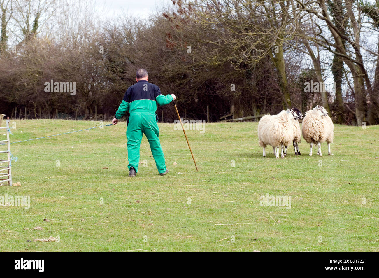 sheep dog trial sheepdog dogs working Sheppard rounding up one man and ...