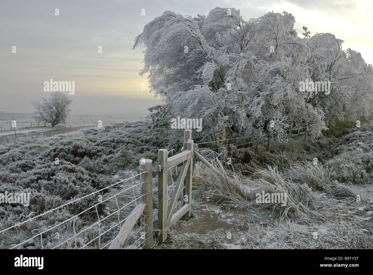 Frost at Ringinglow, Sheffield, Yorkshire, England Stock Photo - Alamy