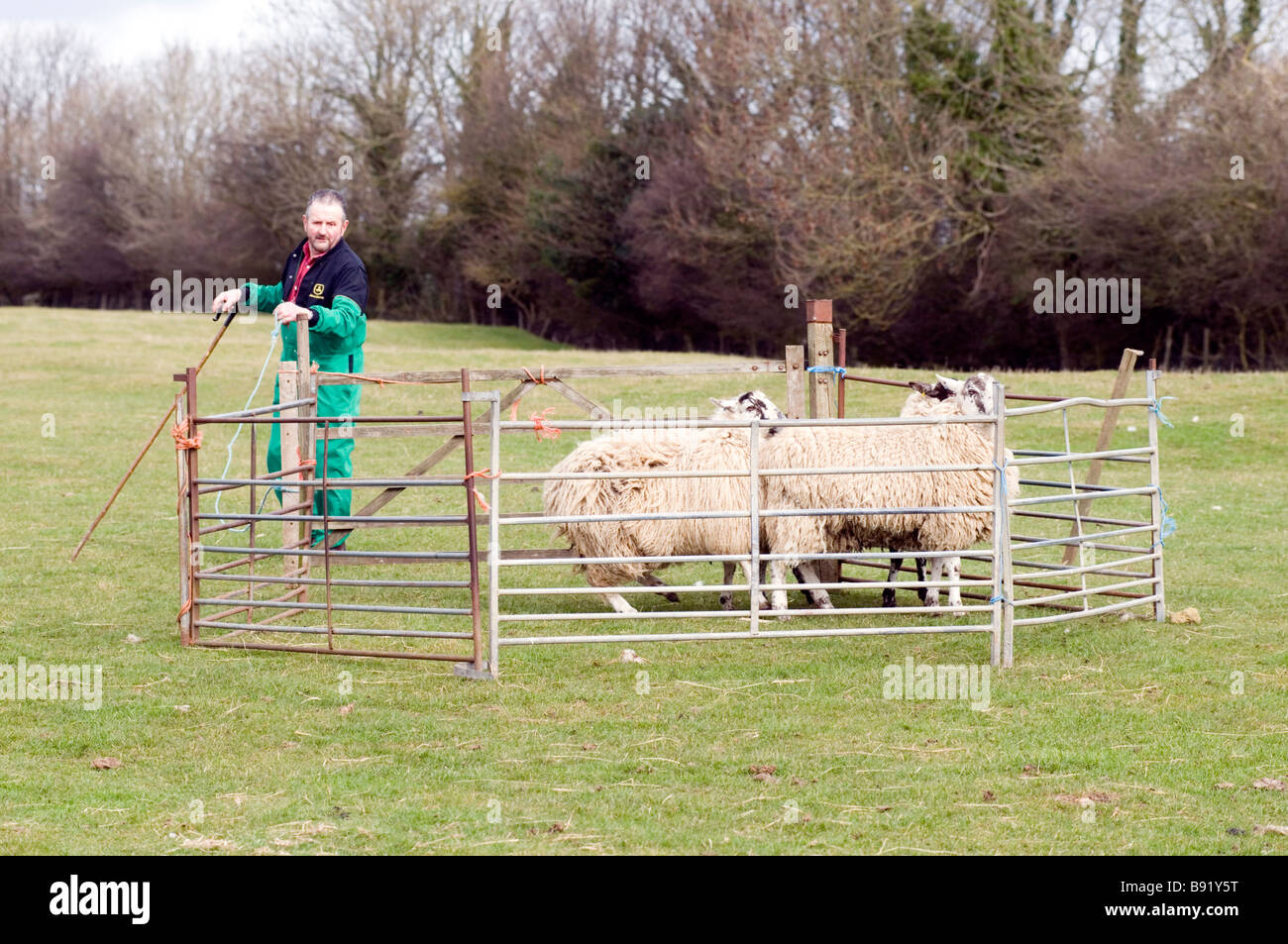 sheep dog trial sheepdog dogs working Sheppard rounding up one man and ...