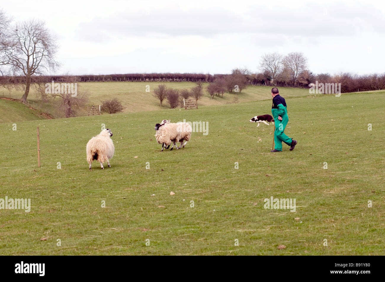 Sheepdog sport hi-res stock photography and images - Alamy