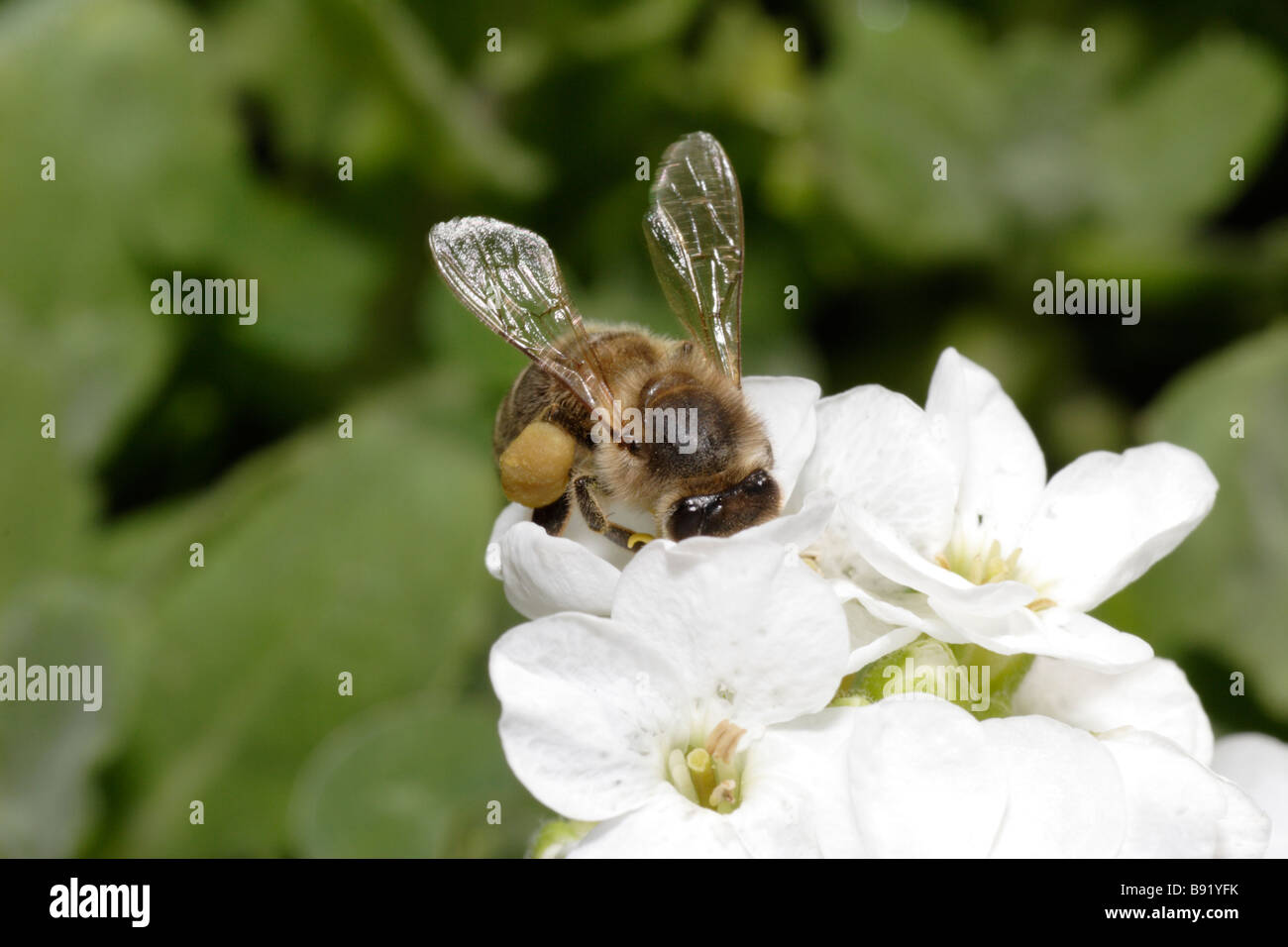 Bee pollen baskets hi-res stock photography and images - Alamy