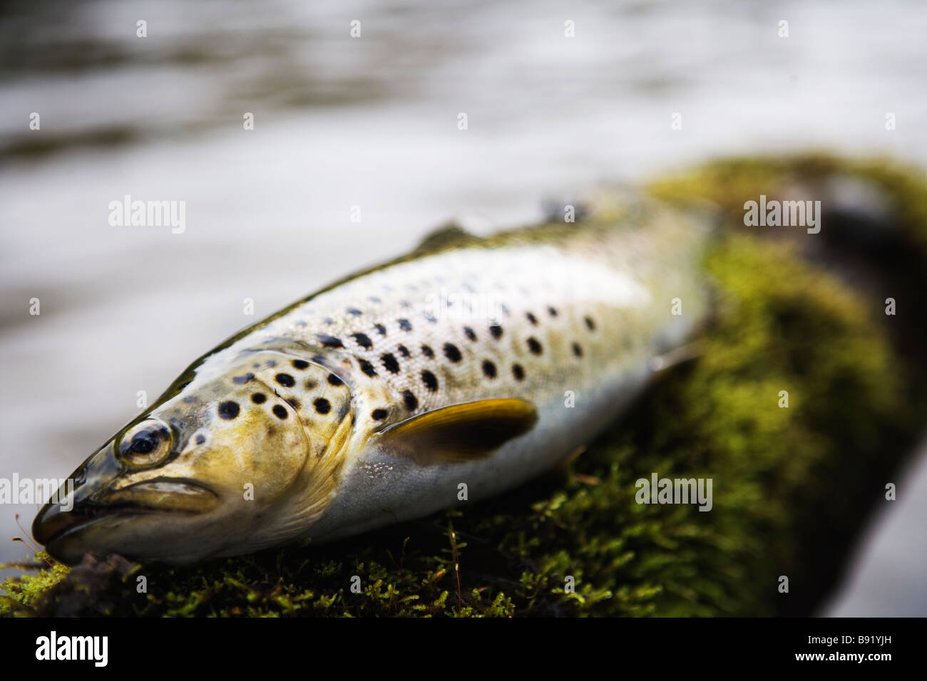 Fly-fishing a fish Sweden Stock Photo - Alamy