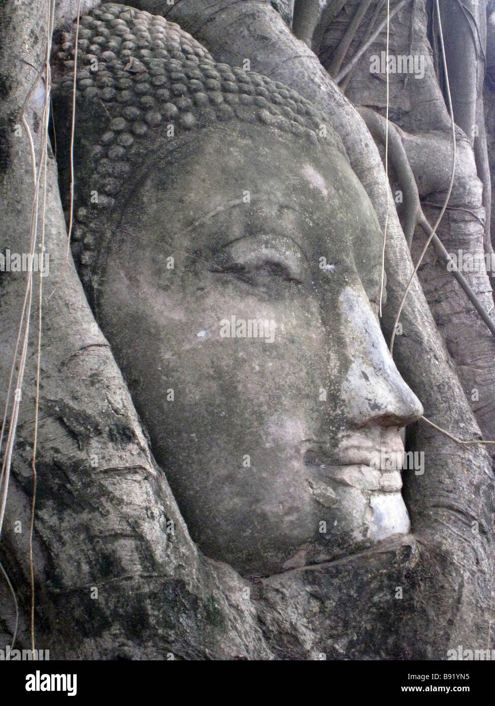 Buddha's carved face amid tree-roots, Thailand Stock Photo - Alamy