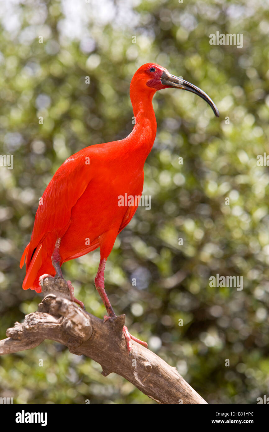 Scarlet Ibis ( Eudocimus ruber Stock Photo - Alamy