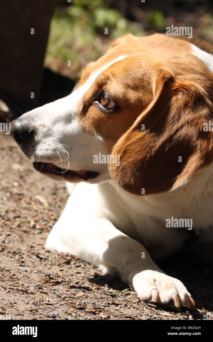 Beagle looking right Stock Photo - Alamy