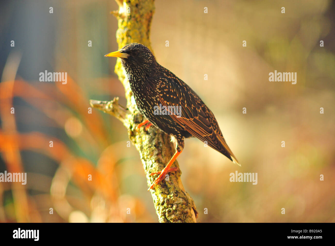 British starling hi-res stock photography and images - Alamy