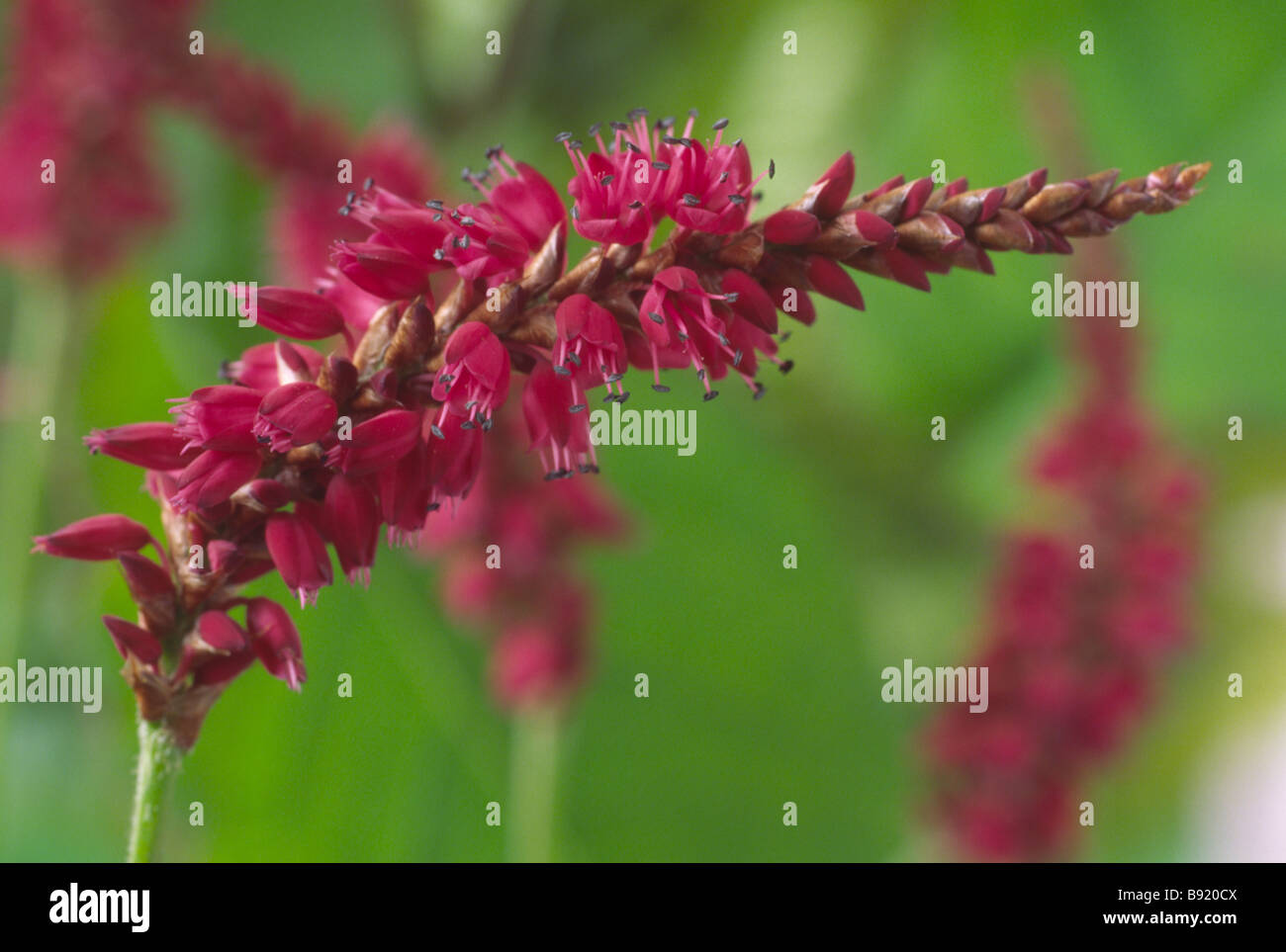 Persicaria amplexicaulis 'Firetail' AGM (Red bistort Stock Photo - Alamy