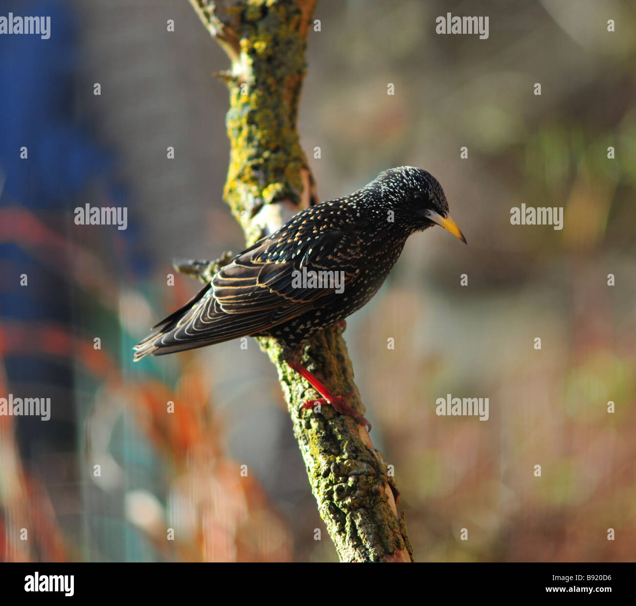 British bird feathers hi-res stock photography and images - Alamy