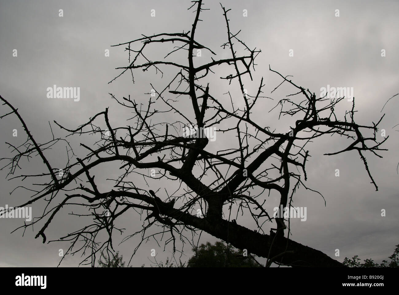 Tree dark clouds hi-res stock photography and images - Alamy