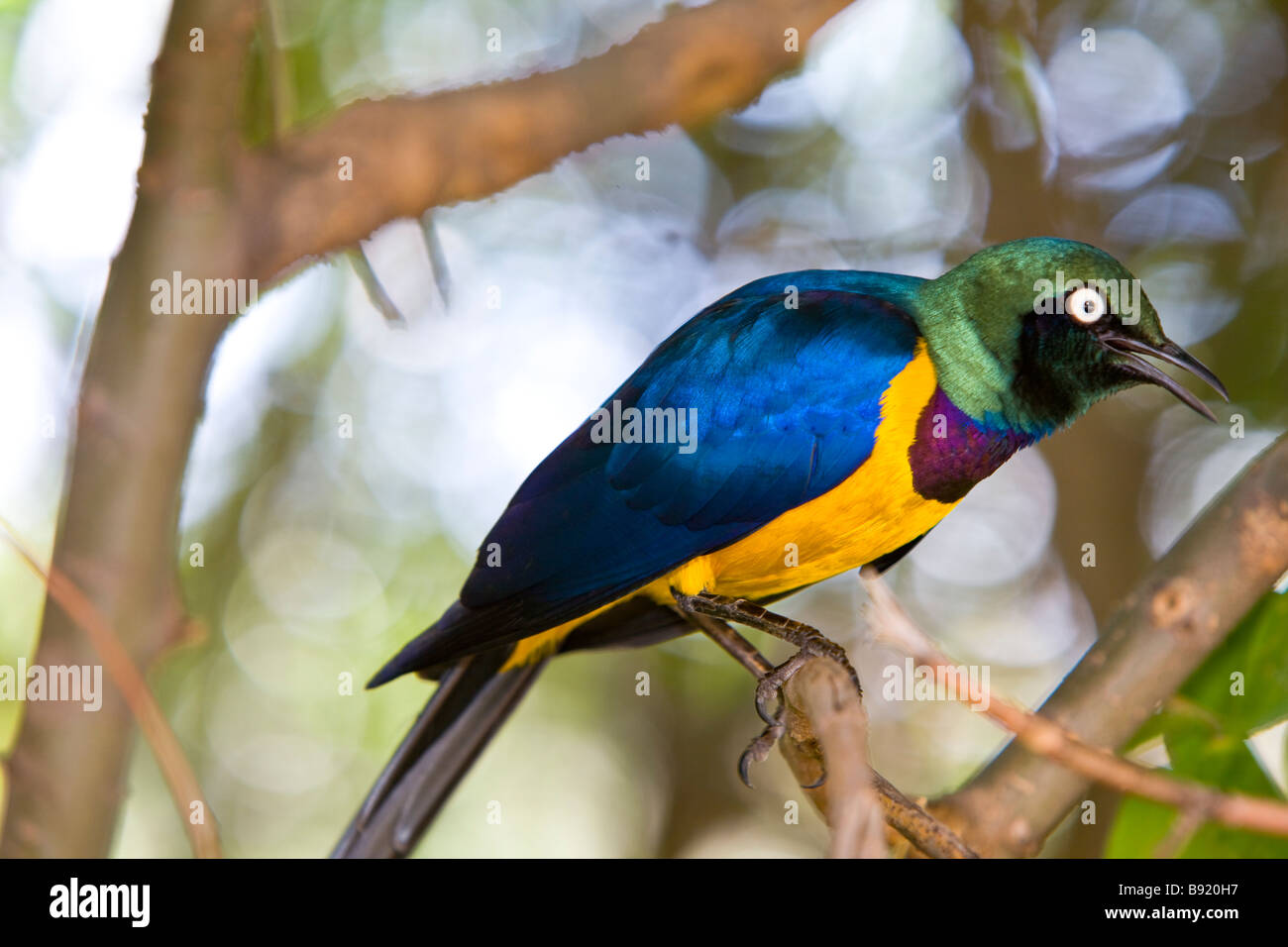 Golden breasted starling hi-res stock photography and images - Alamy