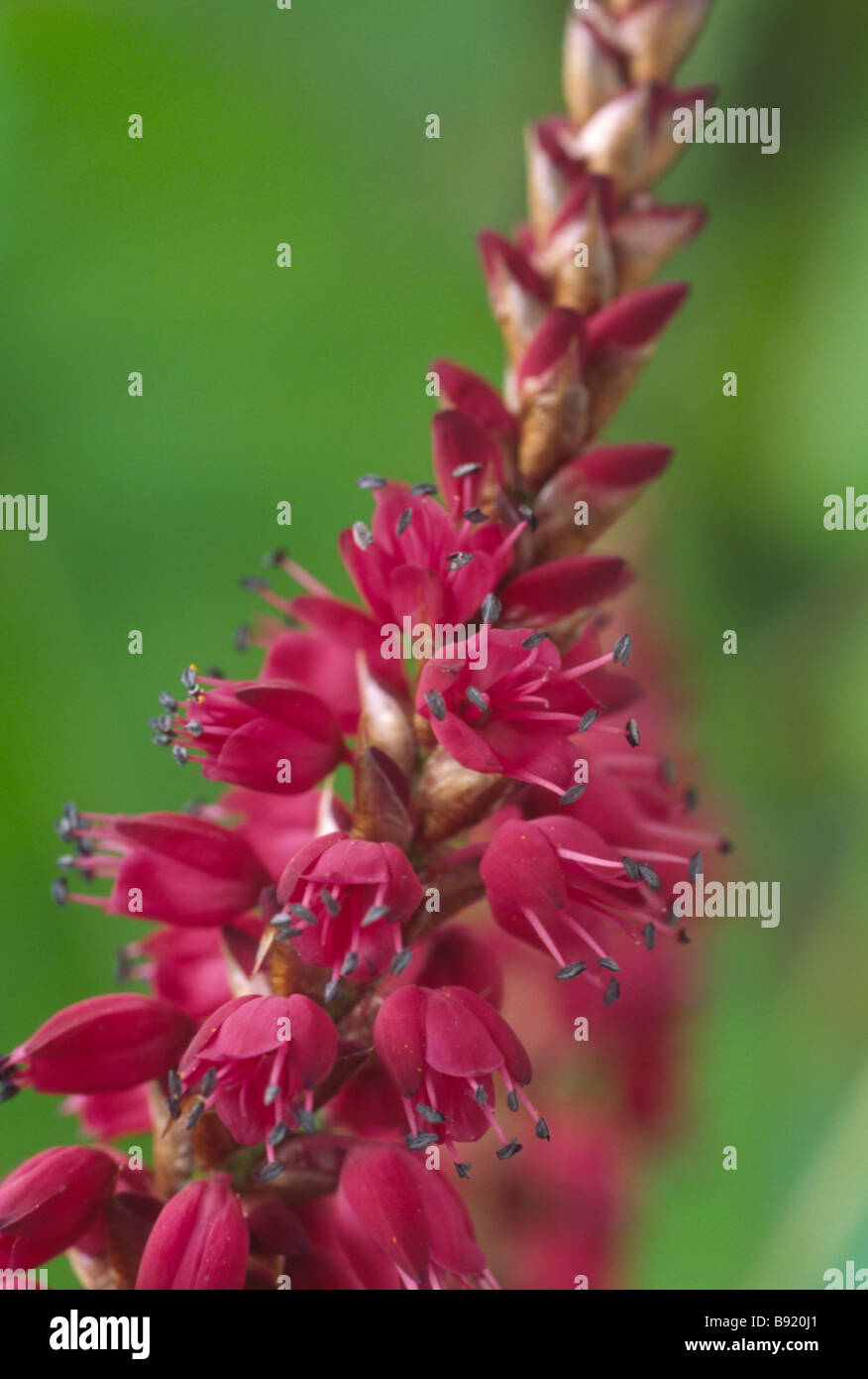 Persicaria amplexicaulis 'Firetail' AGM (Red bistort Stock Photo - Alamy