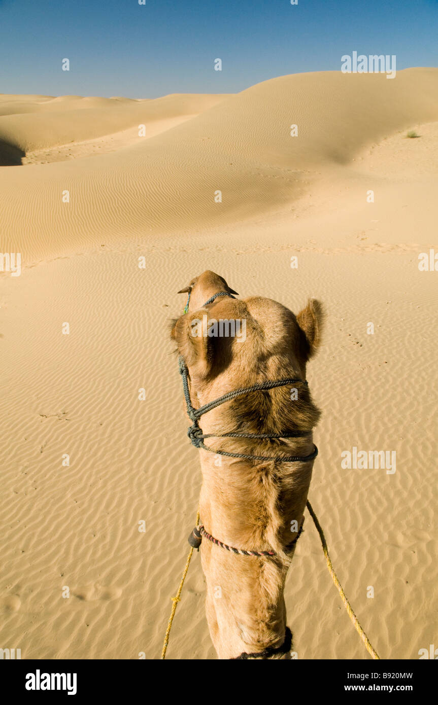 Traveling through the desert on the back of a camel Stock Photo - Alamy