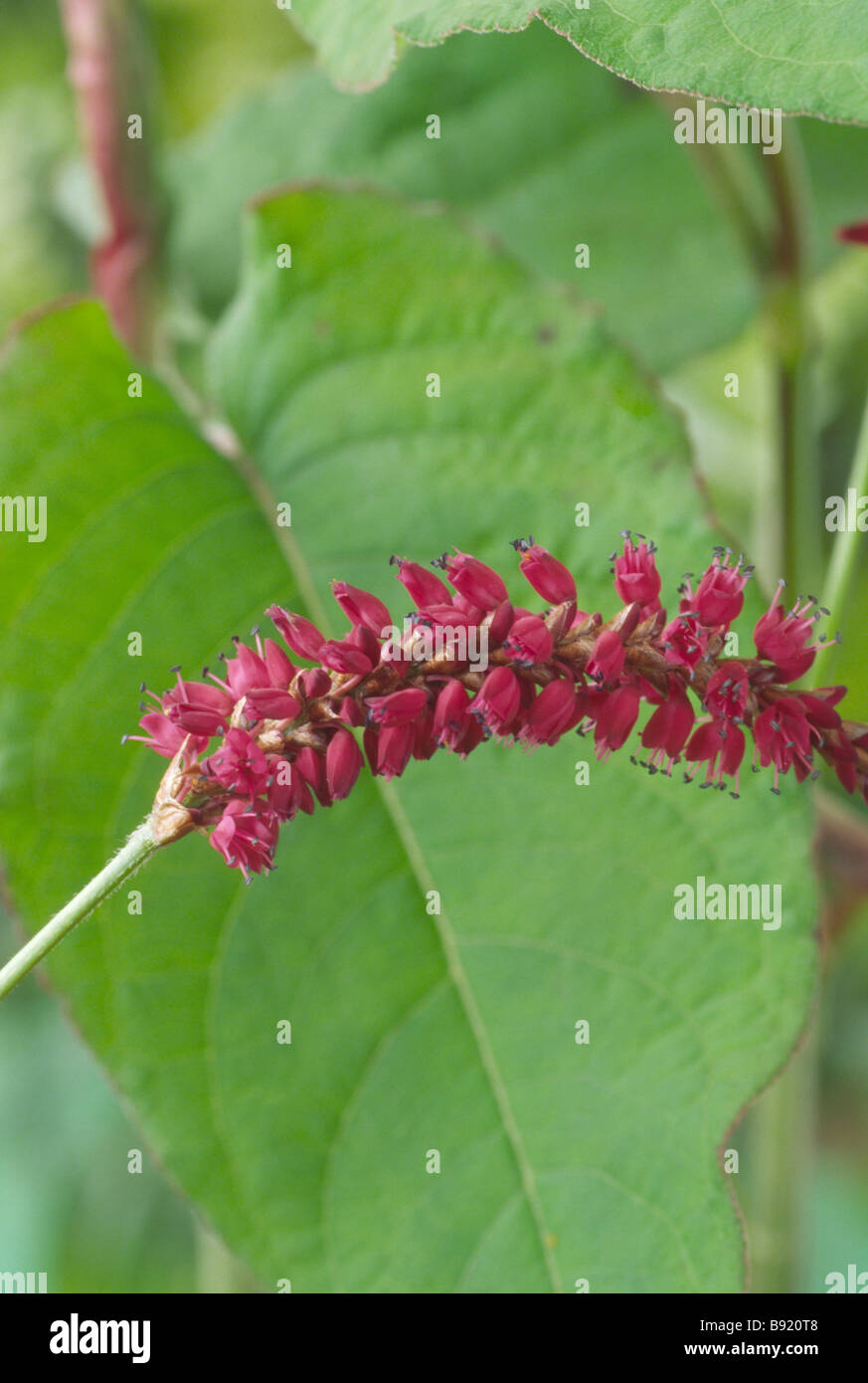 Persicaria amplexicaulis 'Firetail' AGM (Red bistort) Flowers and ...