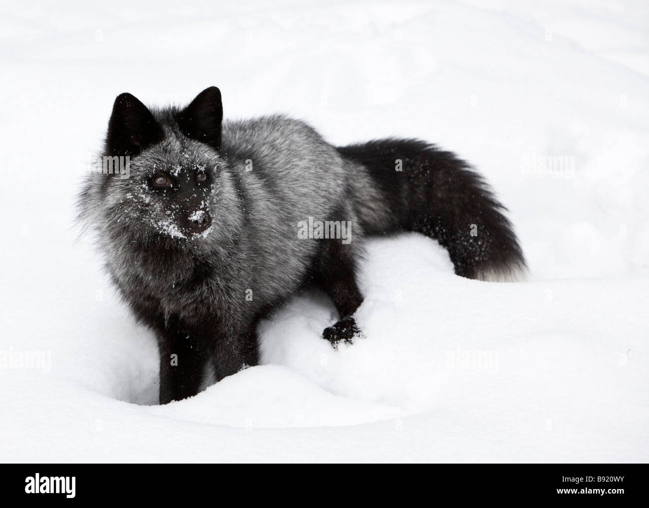 Silver Fox Portrait Stock Photo - Alamy