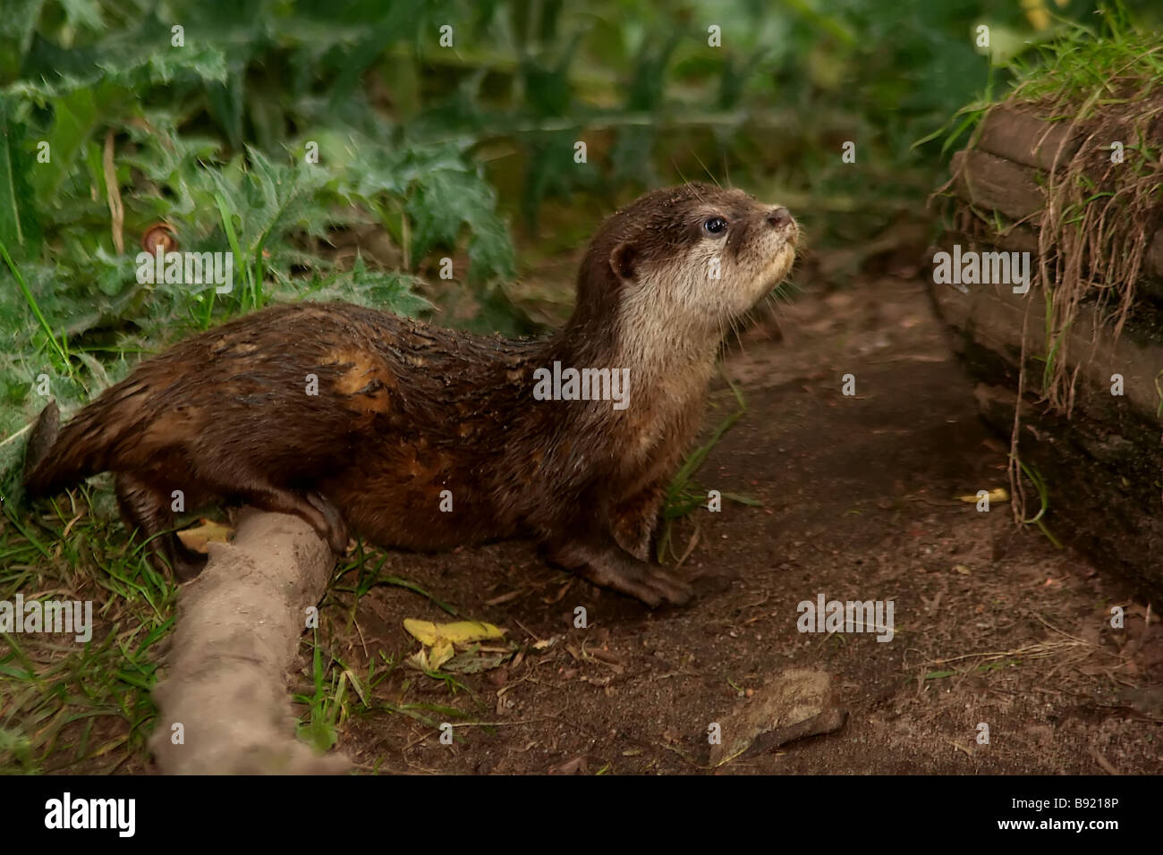 Dwarf otter hi-res stock photography and images - Alamy