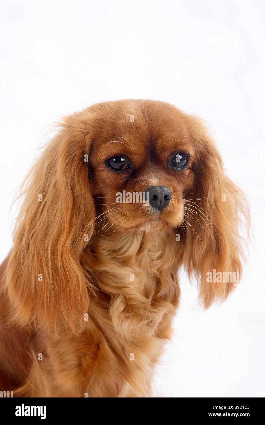 Cavalier King Charles Spaniel ruby Stock Photo - Alamy