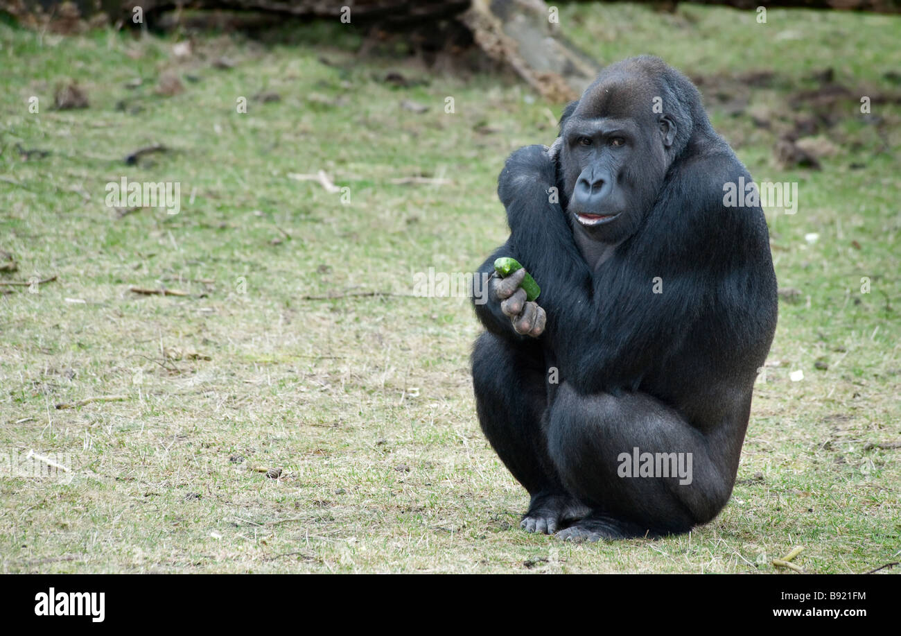 Big gorilla hi-res stock photography and images - Alamy