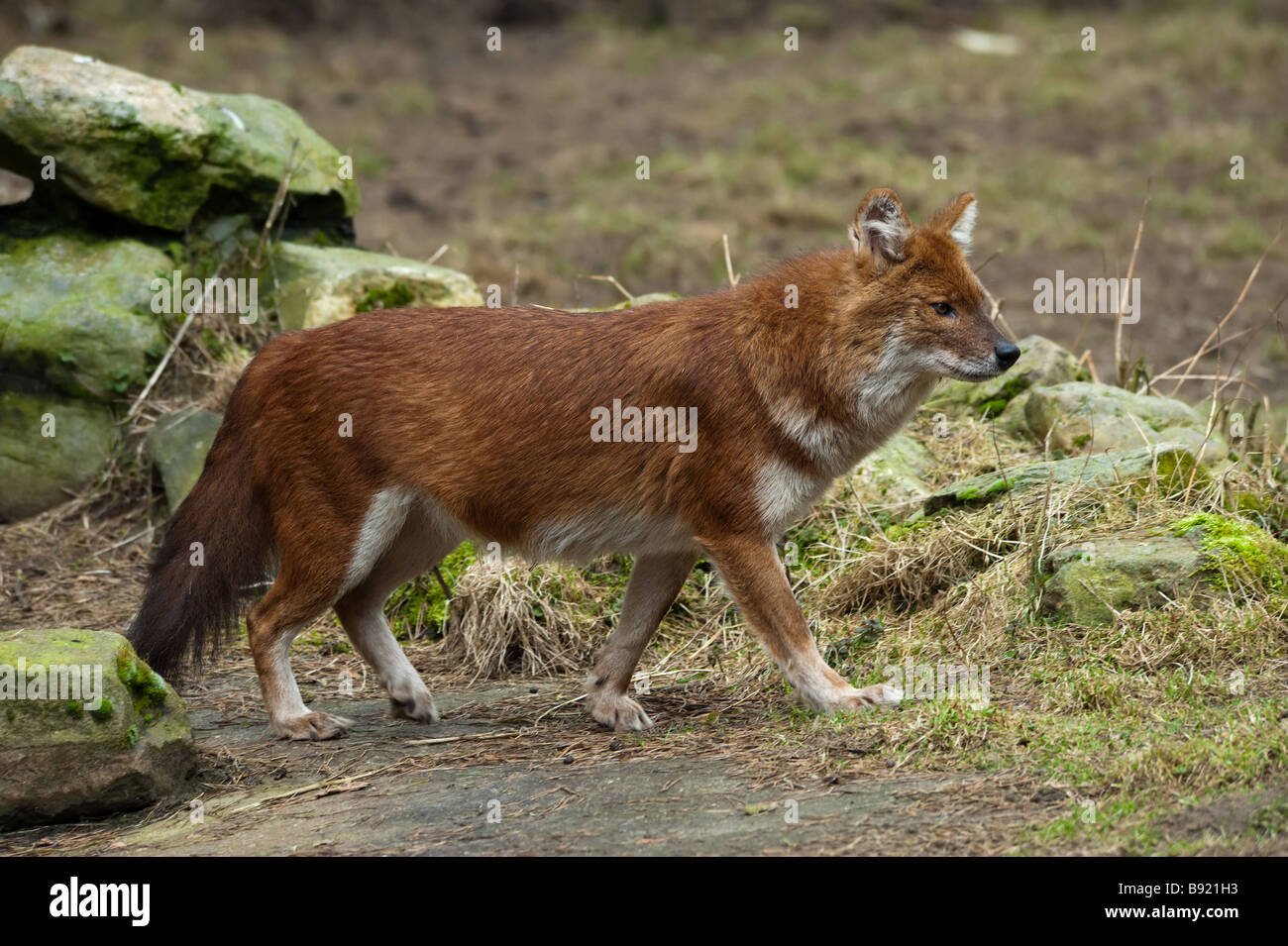 Dhole Vs Wolf