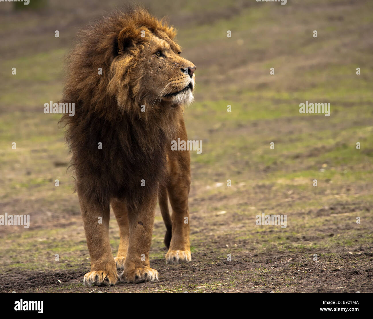 African lion safari hi-res stock photography and images - Alamy
