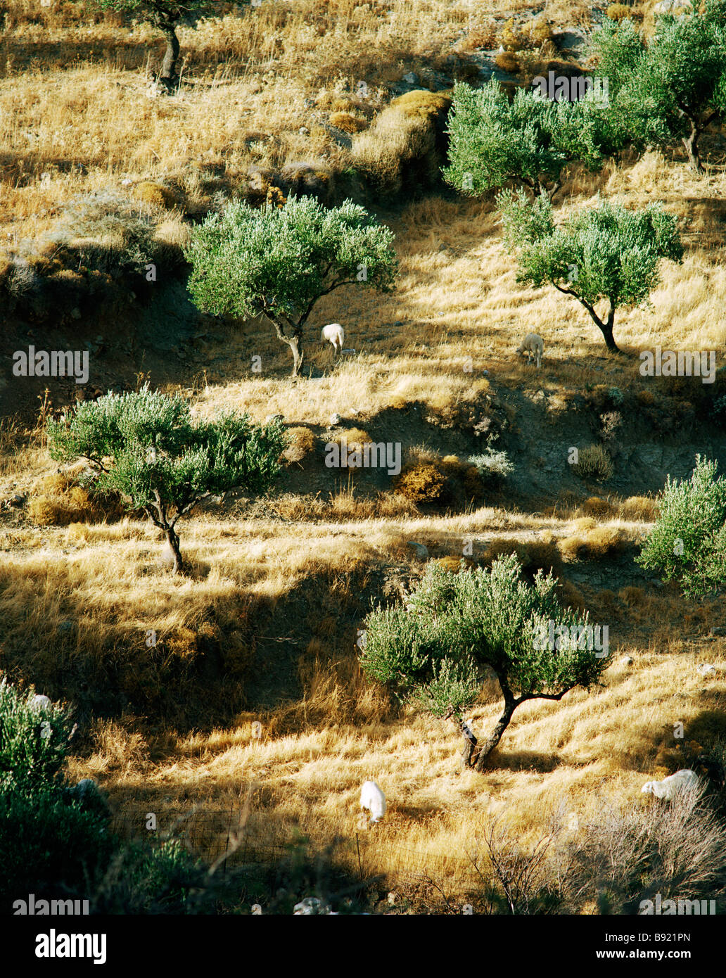 Goats on a hillside Crete Greece Stock Photo - Alamy