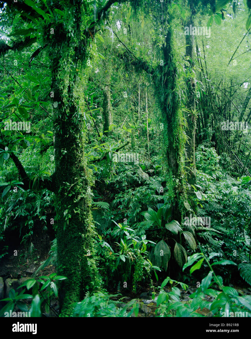 Rain forest Martinique Stock Photo - Alamy
