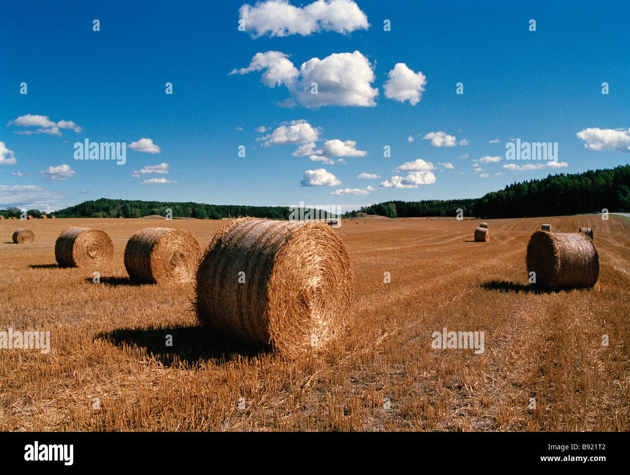 Bundle of hay Stock Photo - Alamy