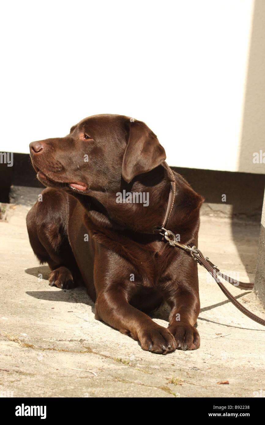 Labrador lying in the sun with leash Stock Photo - Alamy