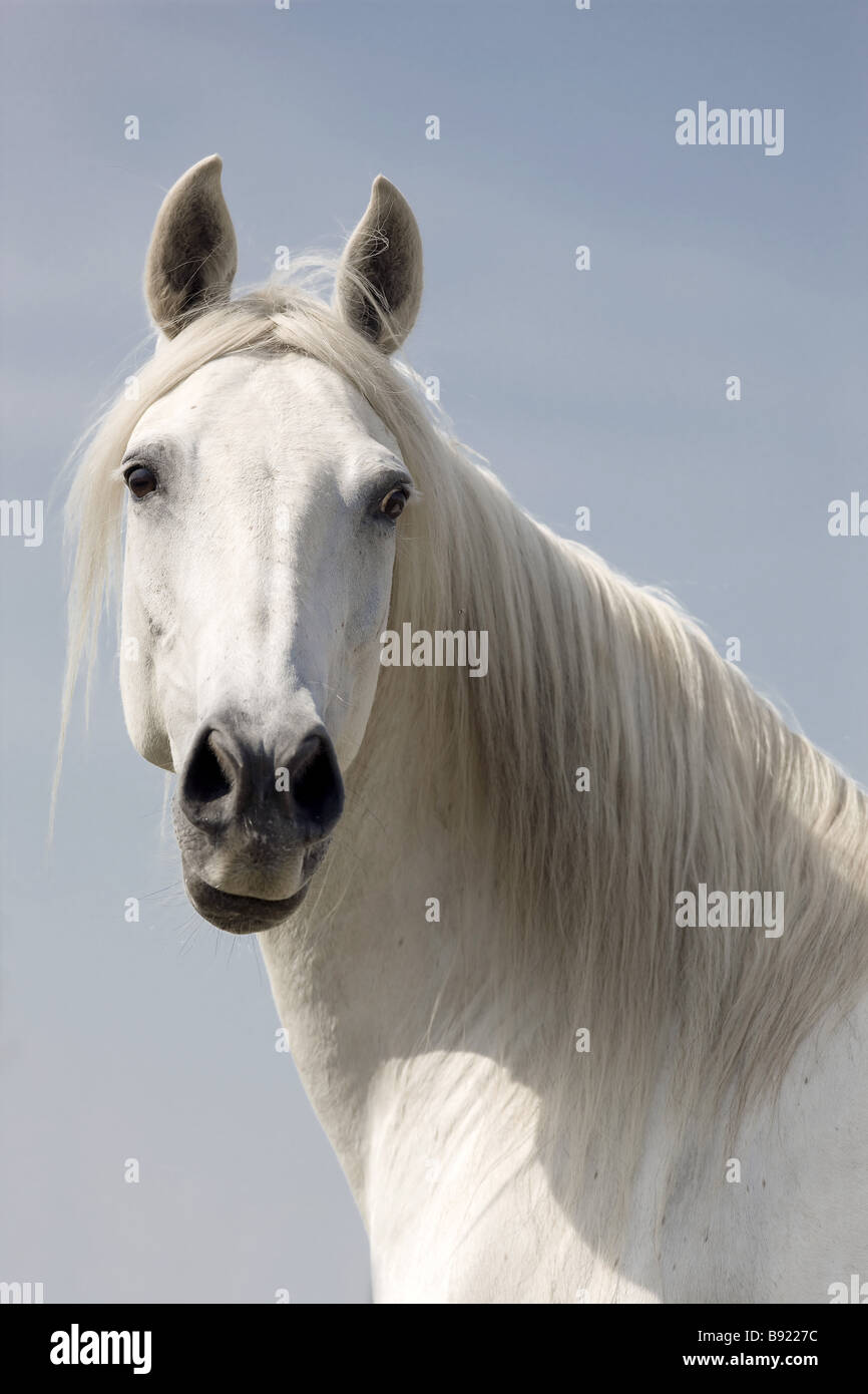 Barb horse - portrait Stock Photo - Alamy