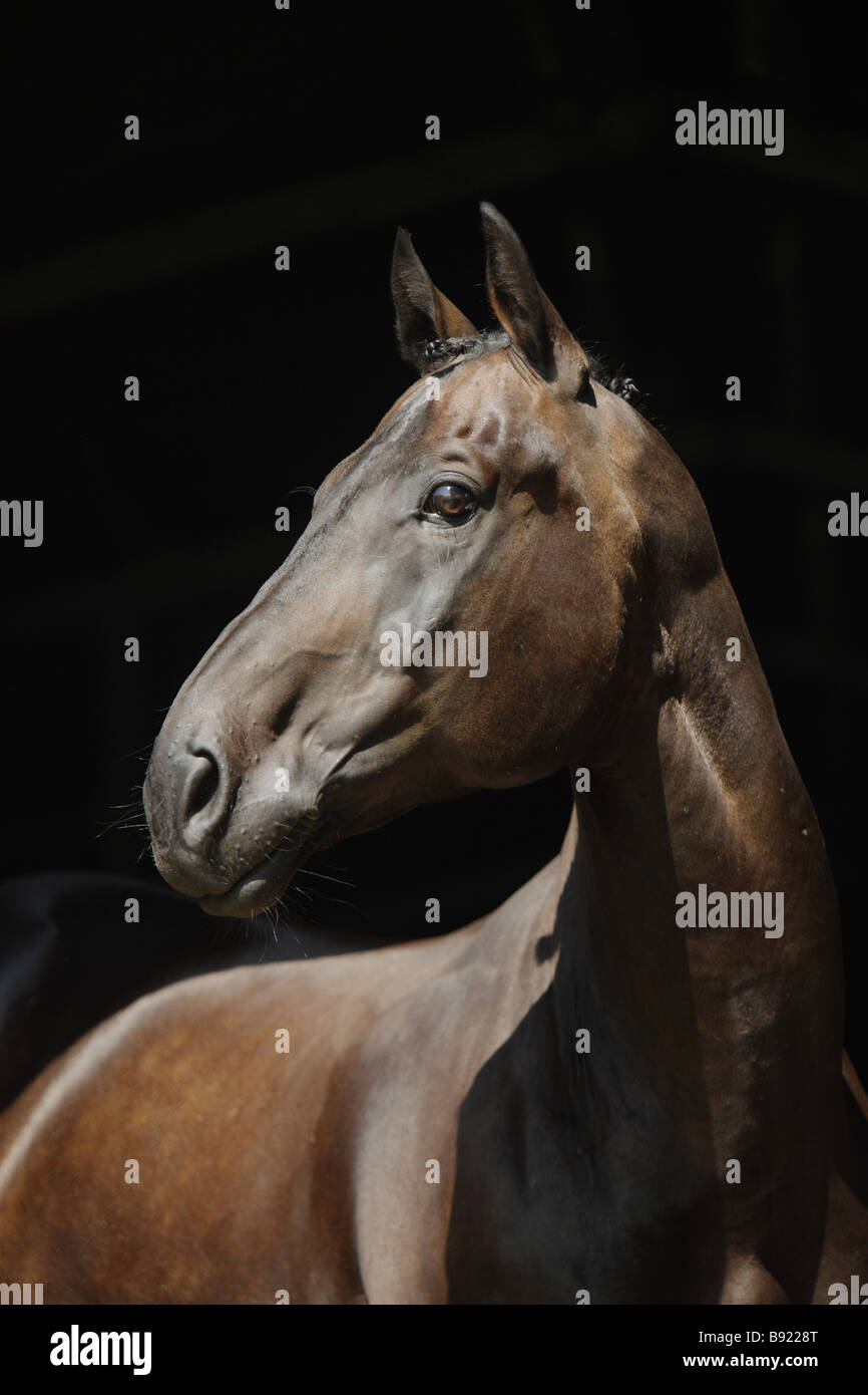 Budyonny horse - portrait Stock Photo - Alamy