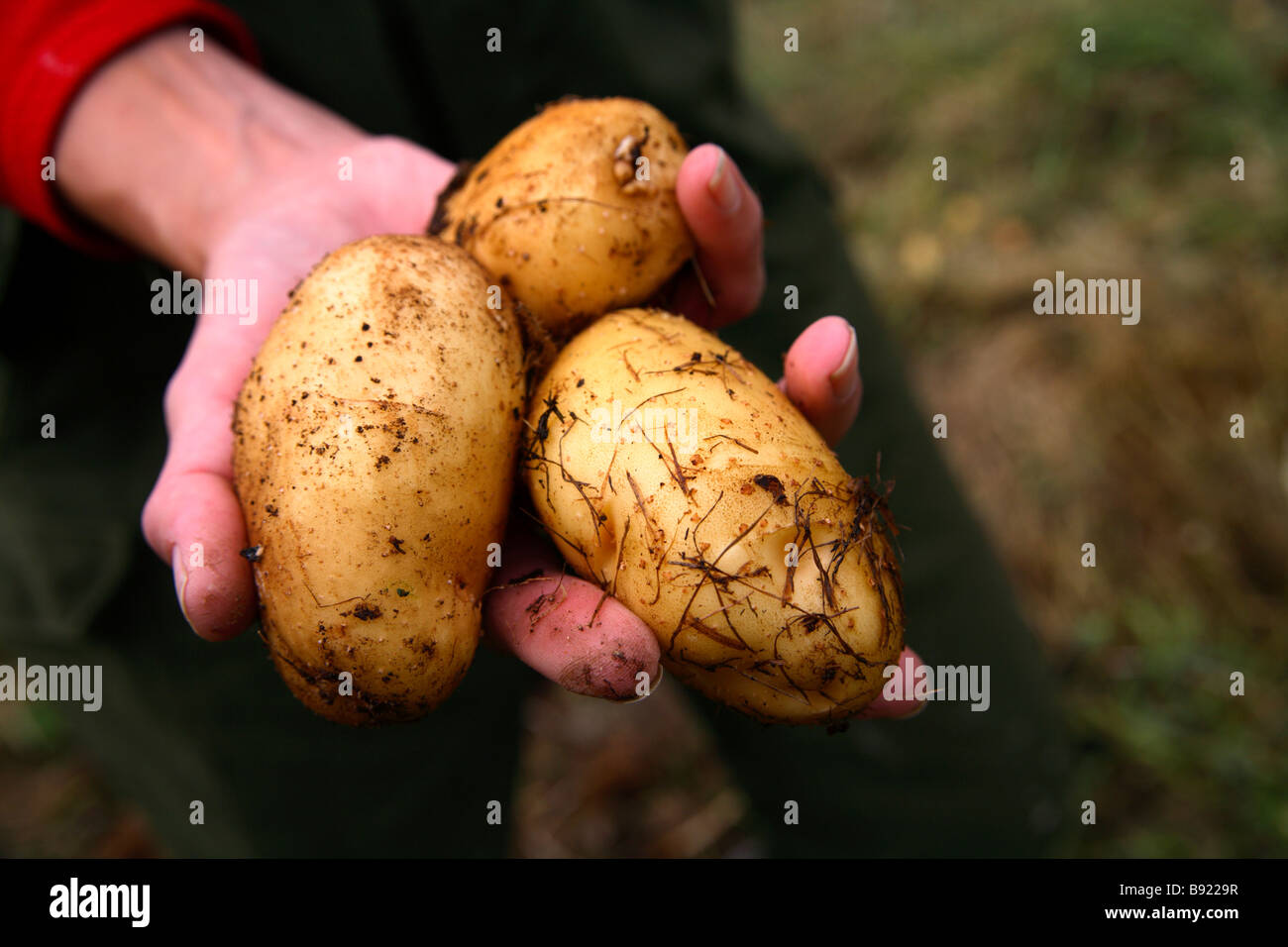 Three persons cultivate hi-res stock photography and images - Alamy