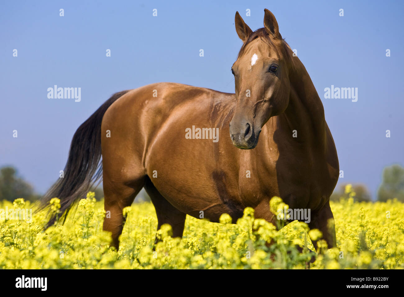 Russian Don horse - standing in rapeseed field Stock Photo - Alamy