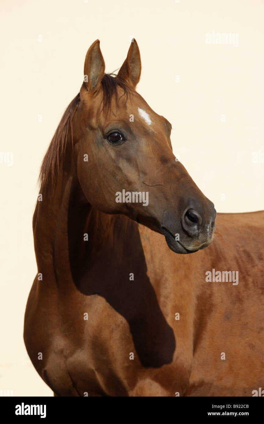 Russian Don horse - portrait Stock Photo - Alamy