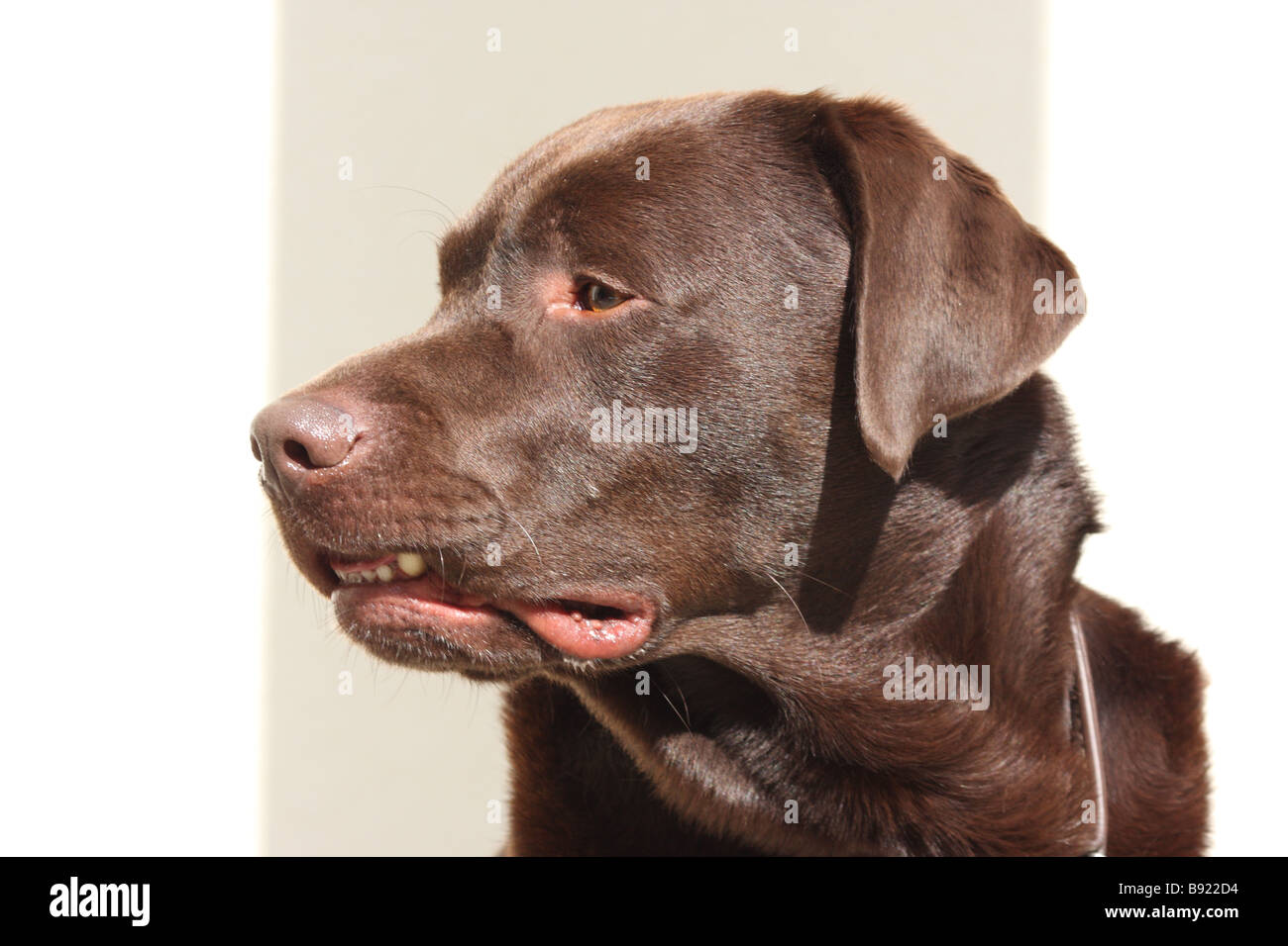 White labrador dog waiting outside hi-res stock photography and images ...
