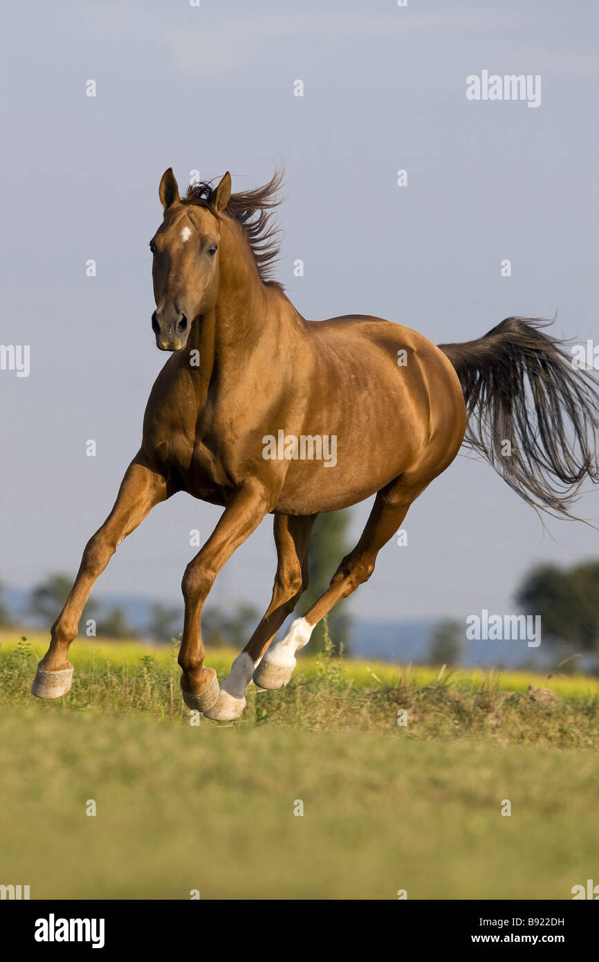 Don horse hi-res stock photography and images - Alamy