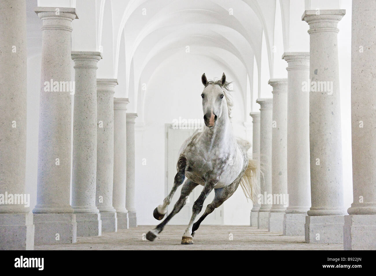 Lipizzan horse between pillars Stock Photo - Alamy