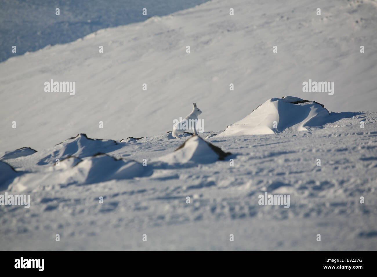 Russia. Yamal Region. Polar Urals. Winter. Hare Stock Photo - Alamy