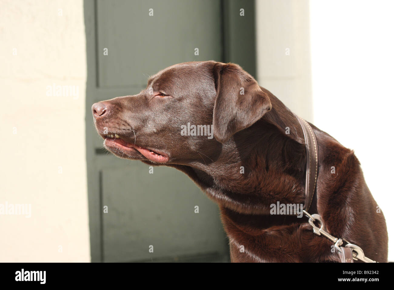 Labrador in the sun with leash Stock Photo - Alamy