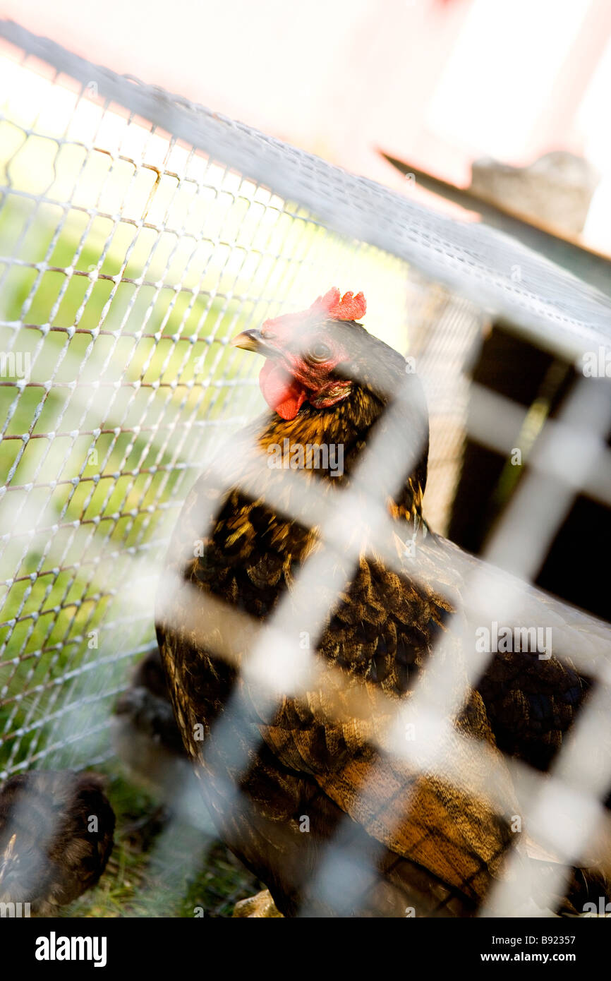Chicken run house hi-res stock photography and images - Alamy