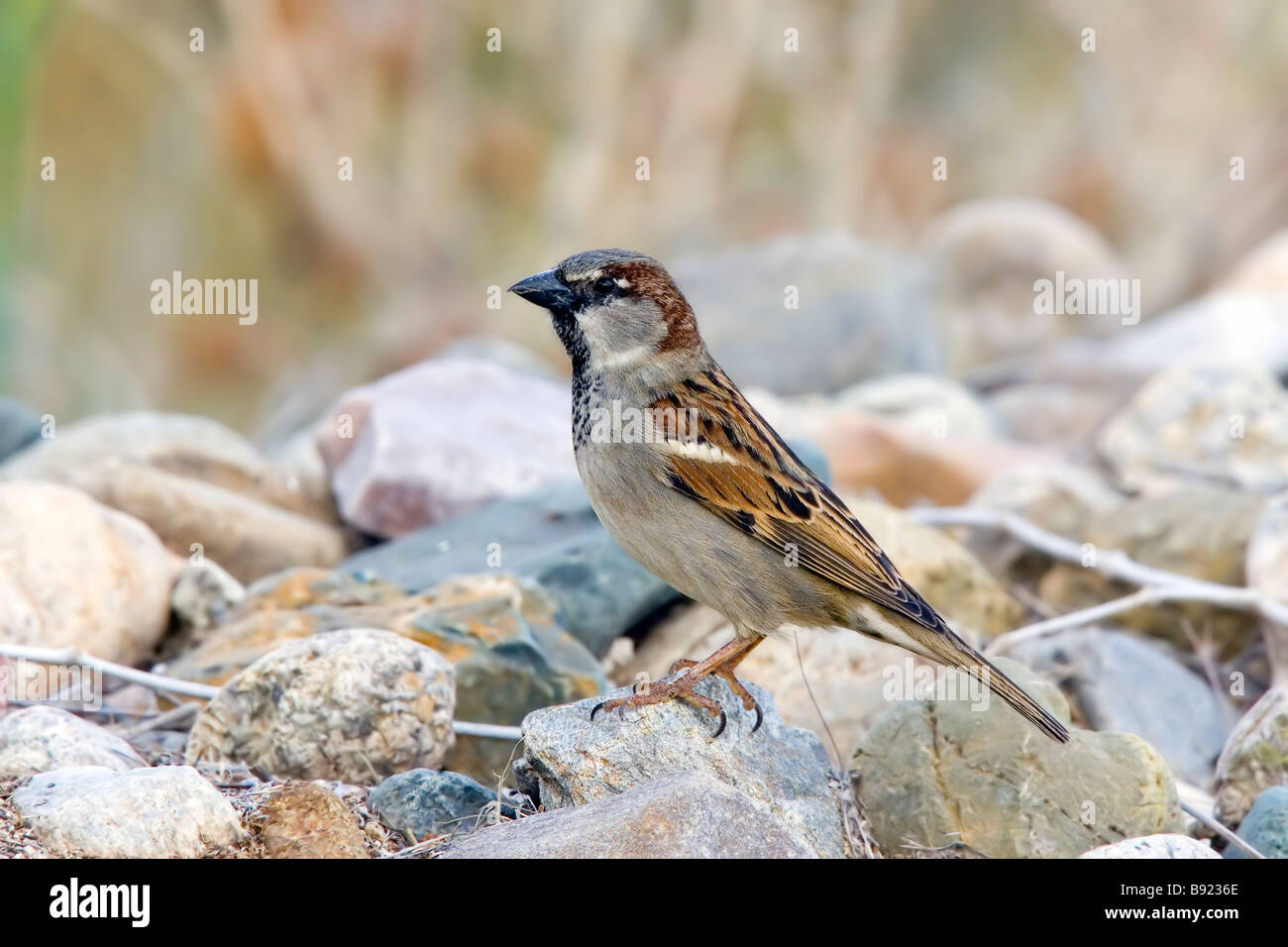 House sparrow habitat hi-res stock photography and images - Alamy