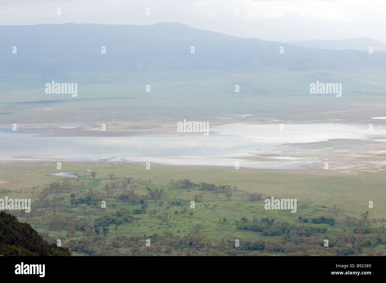Ngorongoro Conservation Area in the old crater Stock Photo - Alamy