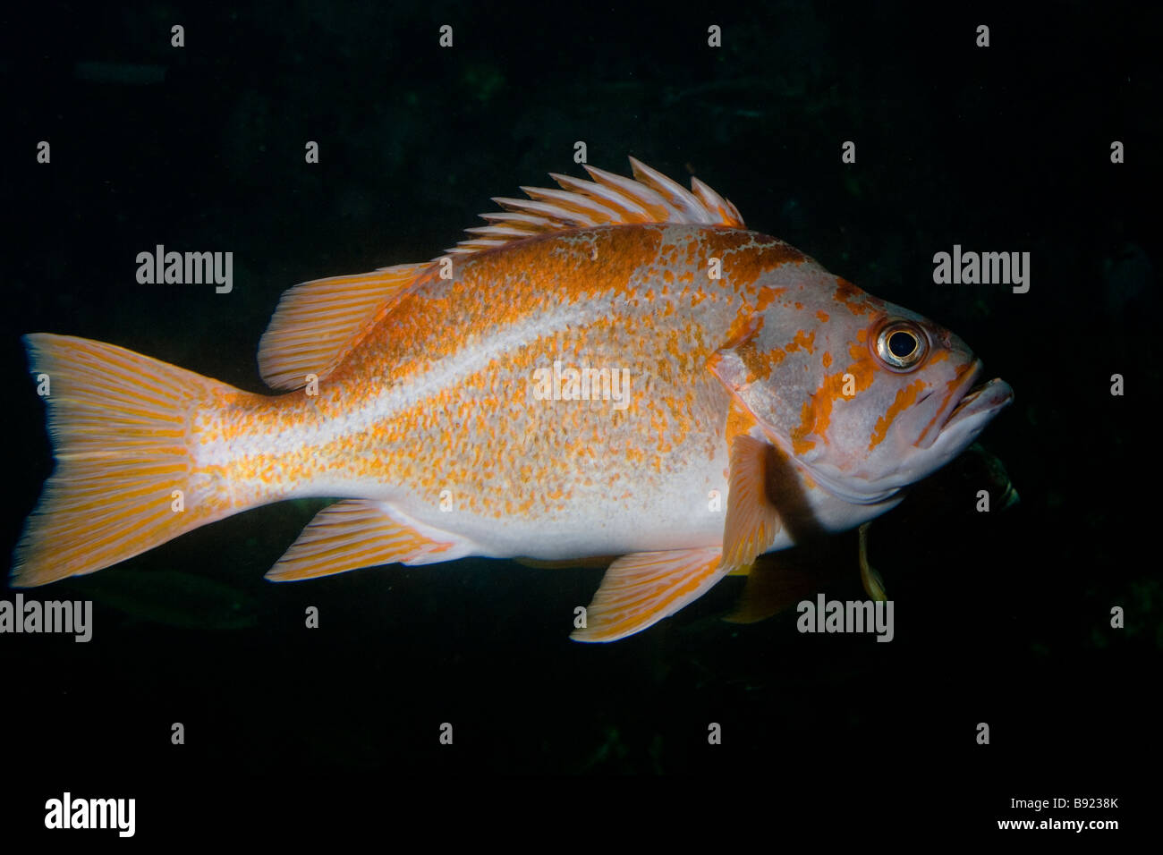 Canary rockfish sebastes pinniger hi-res stock photography and images ...