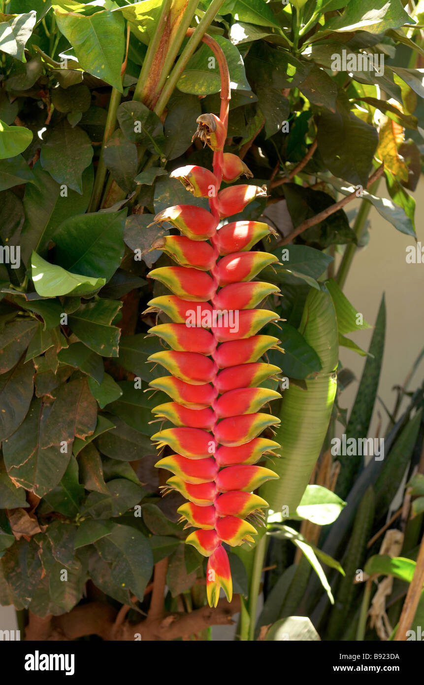 Heliconia pendula hi-res stock photography and images - Alamy