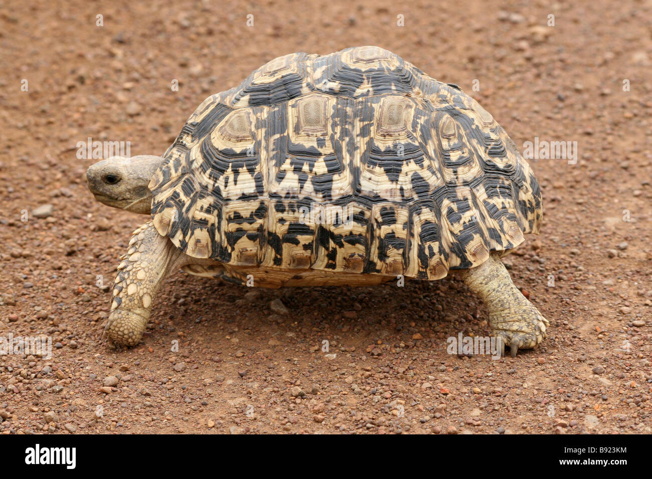 Phinda game reserve hi-res stock photography and images - Alamy